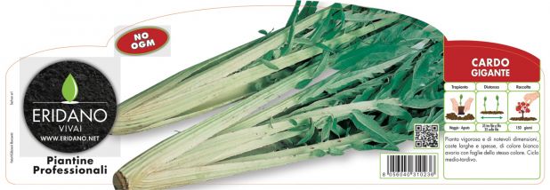 CARDO GIGANTE - CARCIOFO - CARDO - ERIDANO VIVAI - Piacenza