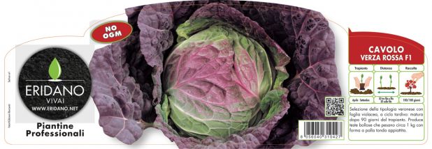 CAVOLO VERZA ROSSA F1 - CAVOLO RICCIO - CAVOLO VERZA - ERIDANO VIVAI ...