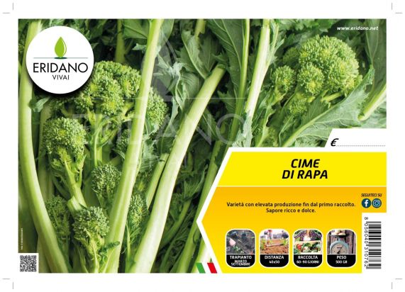 CIME DI RAPA - CIME DI RAPA - ERIDANO VIVAI - Piacenza
