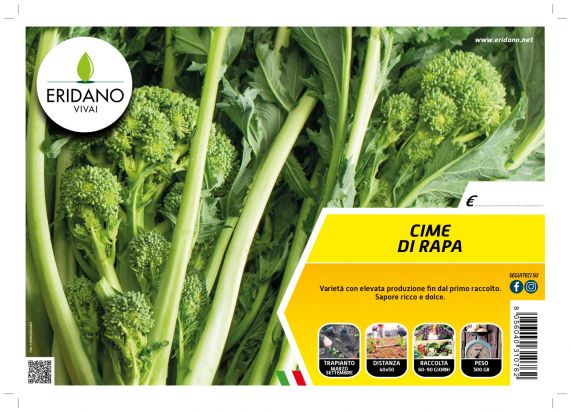 CIME DI RAPA - CIME DI RAPA - ERIDANO VIVAI - Piacenza