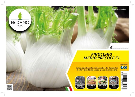 FINOCCHIO MEDIO PRECOCE F1 - FINOCCHIO - ERIDANO VIVAI - Piacenza