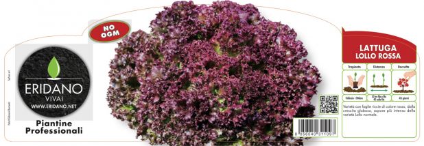 LATTUGA LOLLO ROSSA - LATTUGA - ERIDANO VIVAI - Piacenza