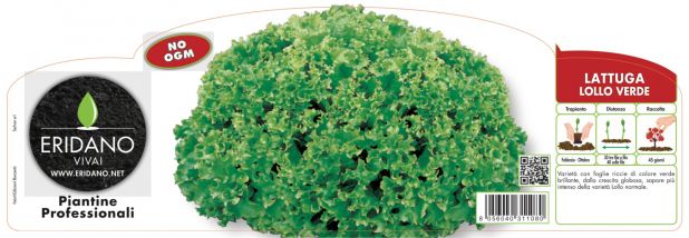 LATTUGA LOLLO VERDE - LATTUGA - ERIDANO VIVAI - Piacenza