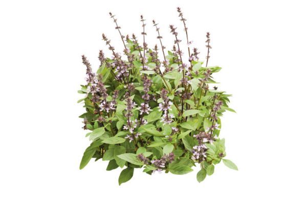 BASILICO GRECO AD ALBERELLO - BASILICO - ERIDANO VIVAI - Piacenza