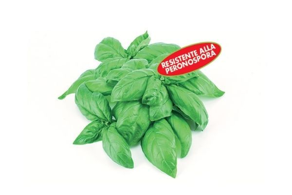 BASILICO GRECO AD ALBERELLO - BASILICO - ERIDANO VIVAI - Piacenza