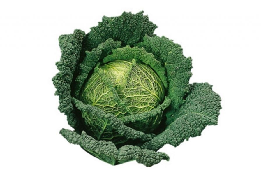 CAVOLO RICCIO F1 - CAVOLO RICCIO - CAVOLO VERZA - ERIDANO VIVAI - Piacenza