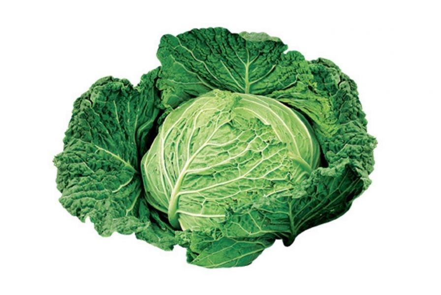 CAVOLO VERZA ROSSA F1 - CAVOLO RICCIO - CAVOLO VERZA - ERIDANO VIVAI ...