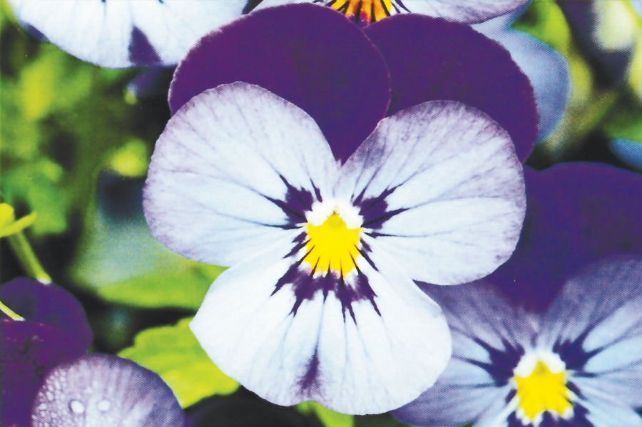 Viola Cornuta - Piante fiorite - ERIDANO VIVAI - Piacenza