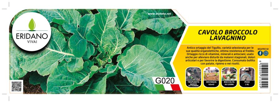 SPIGARIELLO NAPOLETANO - CAVOLO - ERIDANO VIVAI - Piacenza