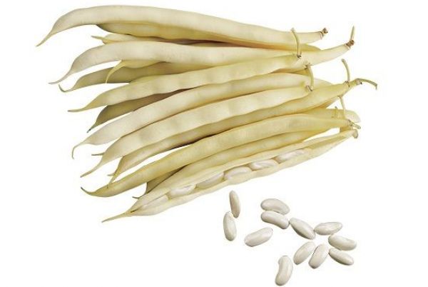 FAGIOLO BORLOTTO - FAGIOLO - ERIDANO VIVAI - Piacenza