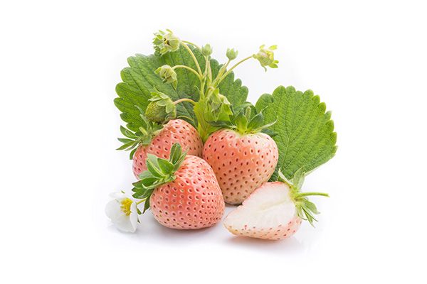 FRAGOLA - Piantine da orto - ERIDANO VIVAI - Piacenza