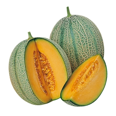 Melone - Piantine da orto Innestate - ERIDANO VIVAI - Piacenza