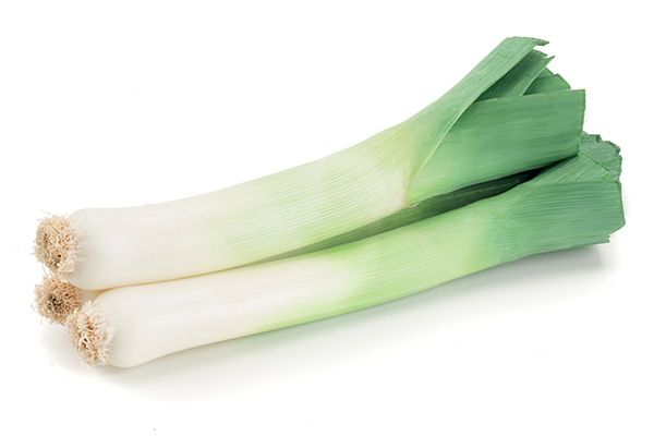 PORRO GIGANTE - PORRO - ERIDANO VIVAI - Piacenza