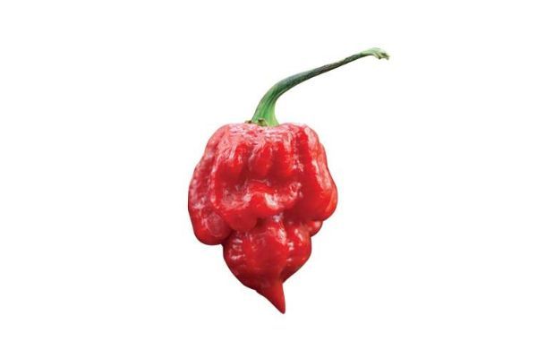 PEPERONCINO TRINIDAD SCORPION YELLOW - PEPERONCINI - ERIDANO VIVAI ...