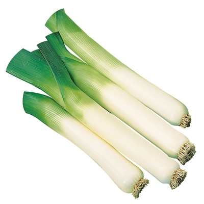 PORRO INVERNALE - PORRO - ERIDANO VIVAI - Piacenza