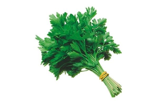 PREZZEMOLO RICCIO NANO - PREZZEMOLO - ERIDANO VIVAI - Piacenza