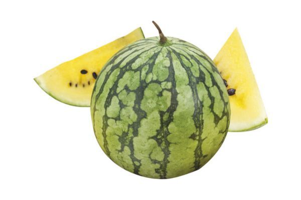 ANGURIA - Piantine da orto - ERIDANO VIVAI - Piacenza