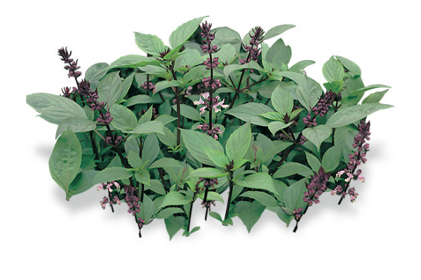 BASILICO GRECO AD ALBERELLO - BASILICO - ERIDANO VIVAI - Piacenza