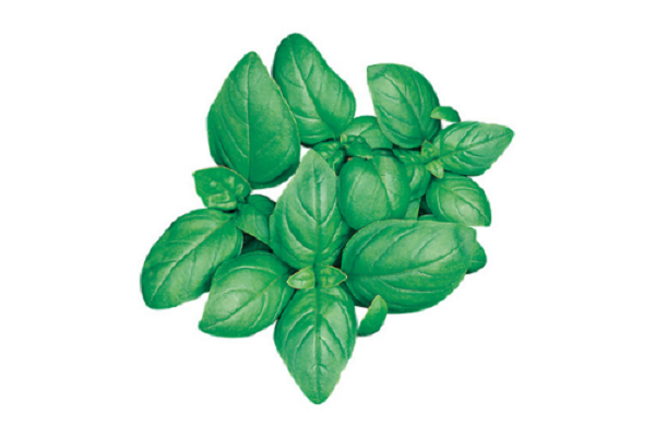 BASILICO GRECO AD ALBERELLO - BASILICO - ERIDANO VIVAI - Piacenza