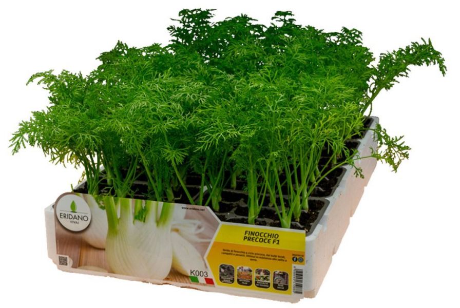 FINOCCHIO MEDIO TARDIVO F1 - FINOCCHIO - ERIDANO VIVAI - Piacenza
