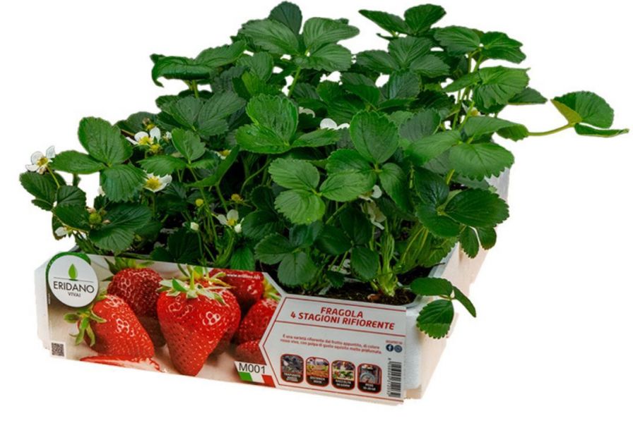 FRAGOLA UNIFERA - FRAGOLA - ERIDANO VIVAI - Piacenza