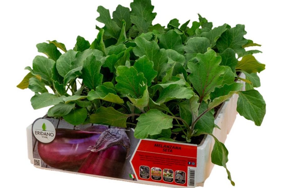 MELANZANA TONDA VIOLA - MELANZANA - ERIDANO VIVAI - Piacenza