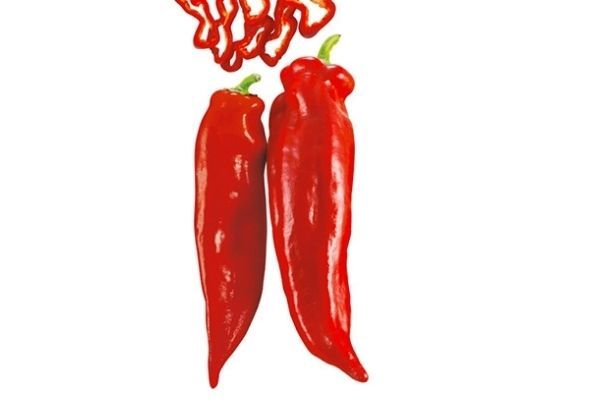 PEPERONE - Piantine da orto - ERIDANO VIVAI - Piacenza