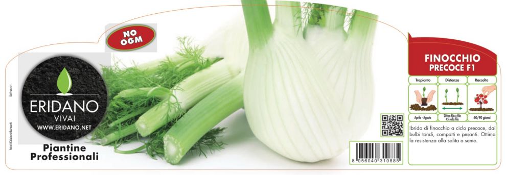 FINOCCHIO - Piantine da orto - ERIDANO VIVAI - Piacenza