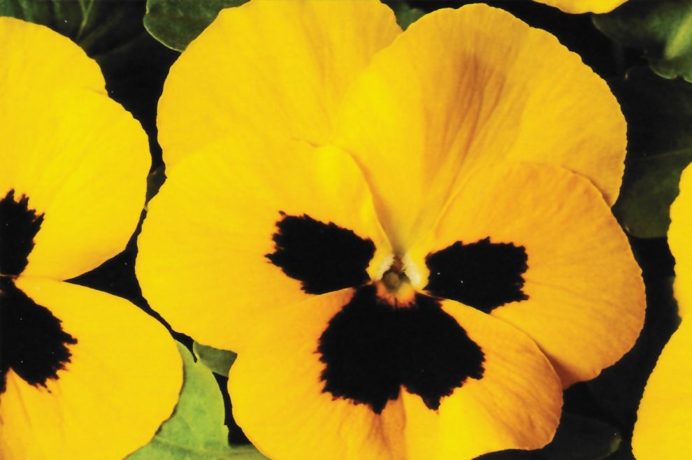 Matrix F1 Yellow Blotch - Viola del Pensiero - ERIDANO VIVAI - Piacenza