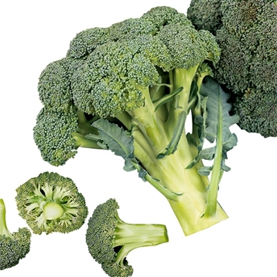 CAVOLO BROCCOLO - Biologiche - ERIDANO VIVAI - Piacenza