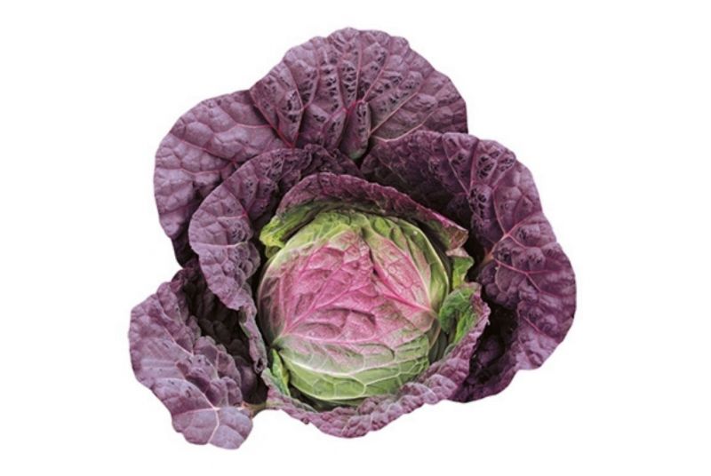 CAVOLO VERZA ROSSA F1 - CAVOLO RICCIO - CAVOLO VERZA - ERIDANO VIVAI ...