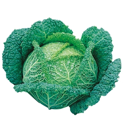 CAVOLO RICCIO - CAVOLO VERZA - Piantine da orto - ERIDANO VIVAI - Piacenza