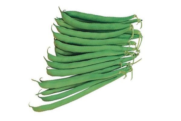 FAGIOLINO VERDE RAMPICANTE - FAGIOLO - ERIDANO VIVAI - Piacenza