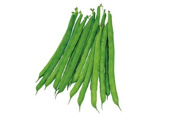 FAGIOLINO VERDE - FAGIOLO - ERIDANO VIVAI - Piacenza