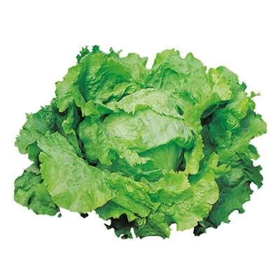 LATTUGA ICEBERG - LATTUGA - ERIDANO VIVAI - Piacenza