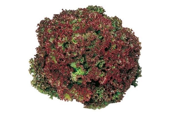 LATTUGA LOLLO ROSSA - LATTUGA - ERIDANO VIVAI - Piacenza