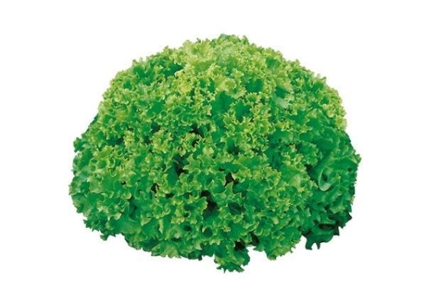 LATTUGA LOLLO VERDE - LATTUGA - ERIDANO VIVAI - Piacenza