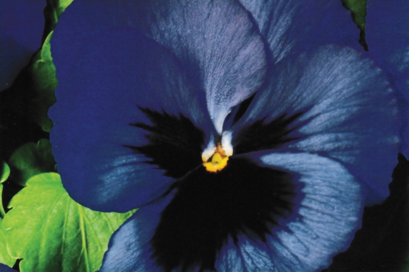 Matrix F1 Blue Blotch - Viola del Pensiero - ERIDANO VIVAI - Piacenza