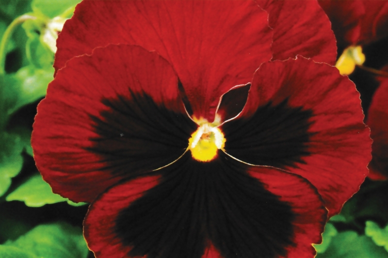 Matrix F1 Red Blotch - Viola del Pensiero - ERIDANO VIVAI - Piacenza