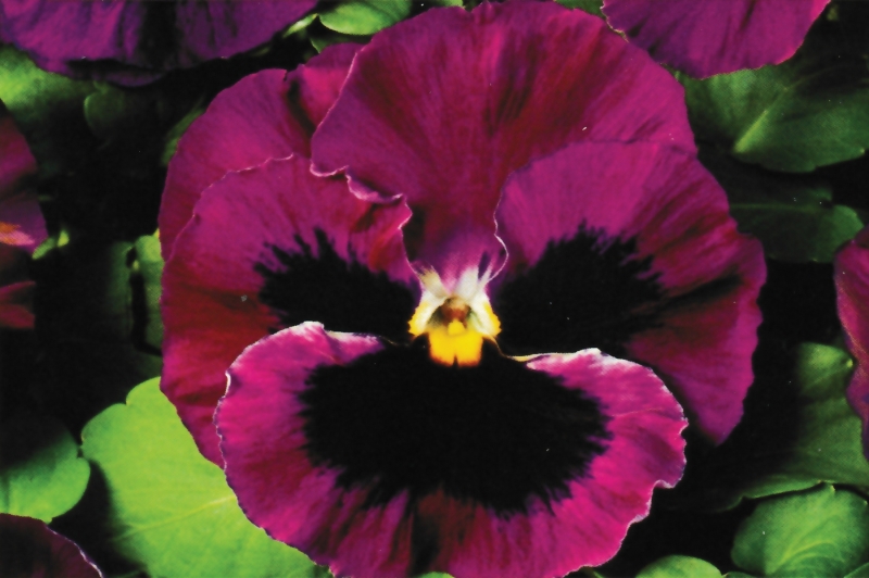 Matrix F1 Rose Blotch - Viola del Pensiero - ERIDANO VIVAI - Piacenza