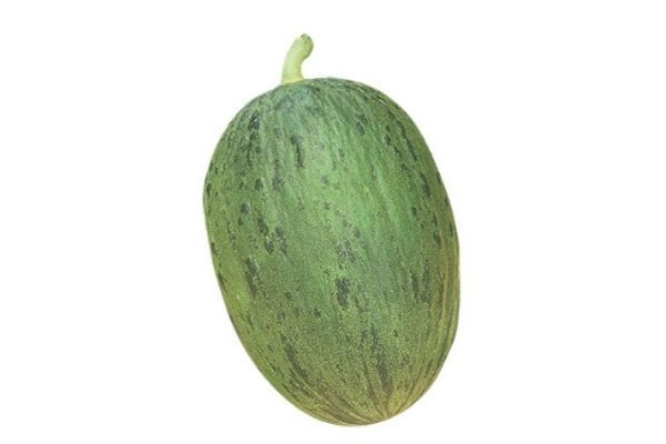 MELONE SARDO - MELONE - ERIDANO VIVAI - Piacenza