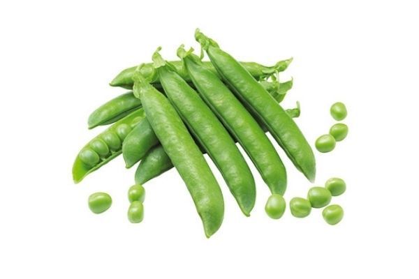 PISELLO NANO - FAVA - GOMBO - PISELLO - CECE - ERIDANO VIVAI - Piacenza