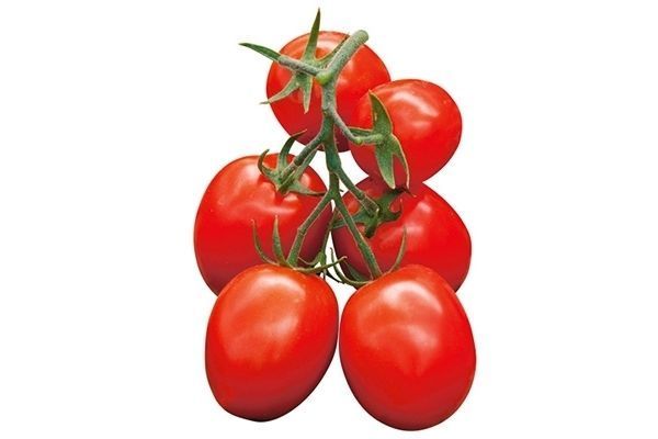 POMODORO TIPO RIO GRANDE F1 - POMODORO - ERIDANO VIVAI - Piacenza