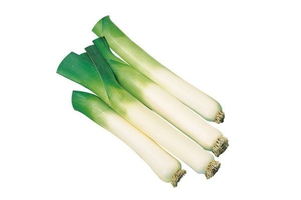 PORRO - Piantine da orto - ERIDANO VIVAI - Piacenza