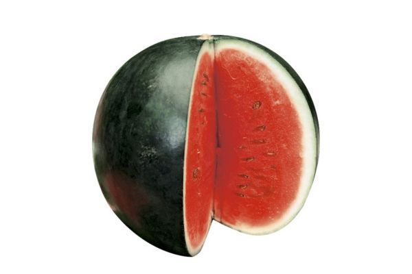 ANGURIA TONDA NERA - ANGURIA - ERIDANO VIVAI - Piacenza