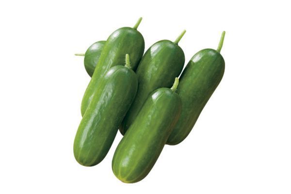 CETRIOLO CORTO DIGERIBILE - CETRIOLO - ERIDANO VIVAI - Piacenza