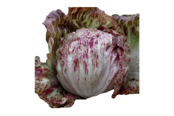 CICORIA VARIEGATA DI CHIOGGIA O RADICCHIO DI SOTTOMARINA - CICORIA ...