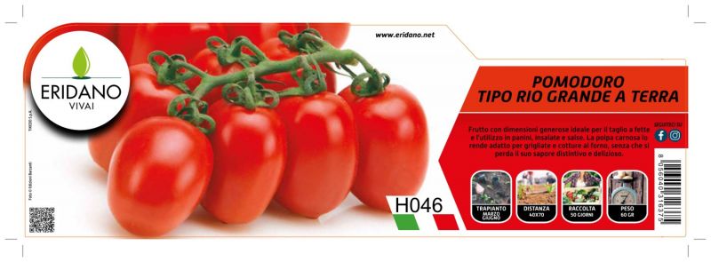 POMODORO TIPO RIO - GRANDE A TERRA - POMODORO - ERIDANO VIVAI - Piacenza