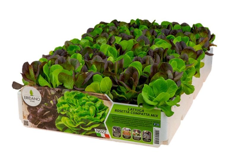 LATTUGA ROSETTA COMPATTA MIX - LATTUGA - ERIDANO VIVAI - Piacenza