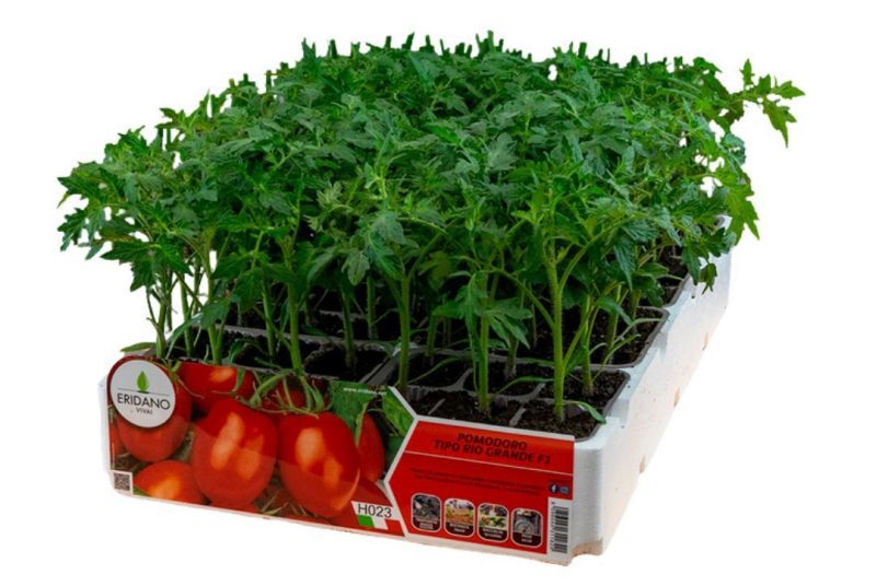 POMODORO TIPO RIO GRANDE F1 - POMODORO - ERIDANO VIVAI - Piacenza